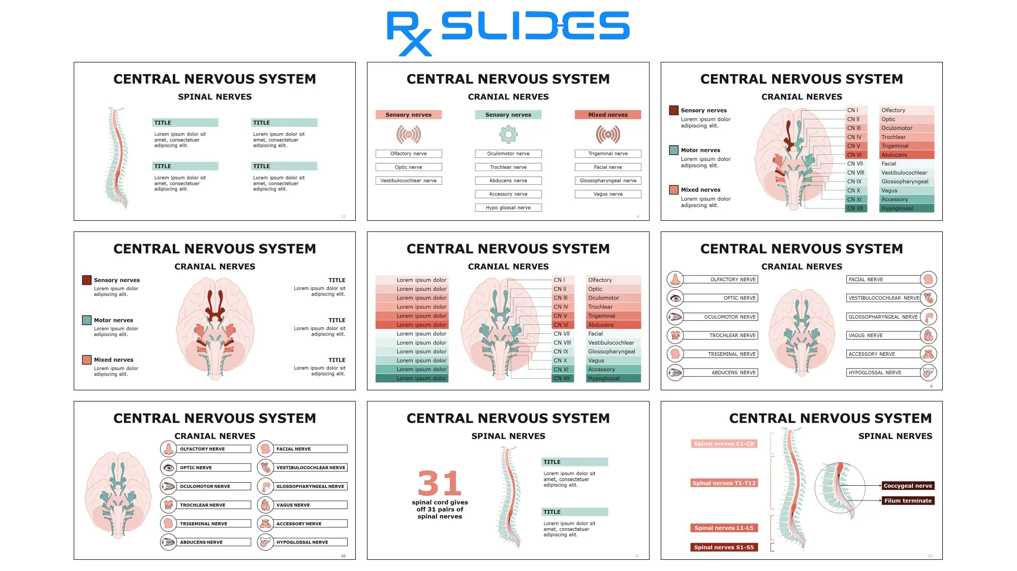 Download CNS anatomy and physiology PowerPoint Template